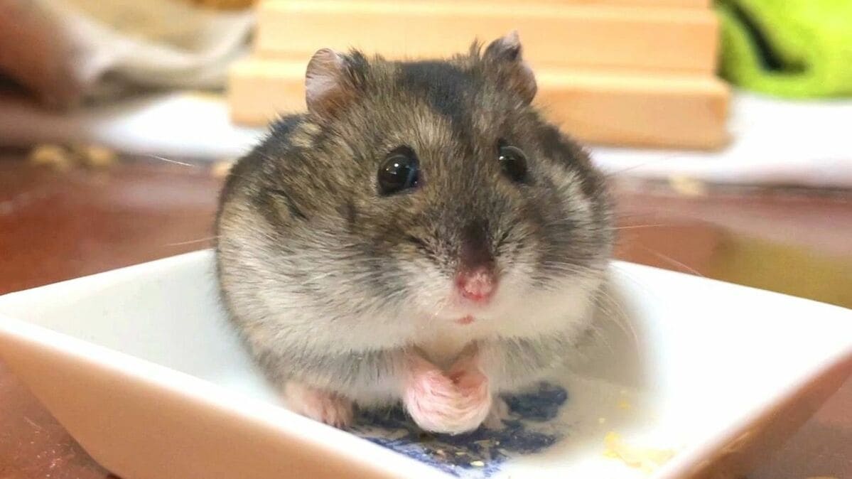 「本当にハムスターですか？w」内股でファイティングポーズ！？カメラを向けられ臨戦体制のようなハムスターが「ジョジョ立ちハムかわョ」と話題 ...